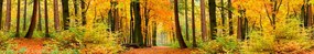 Samolepící fototapeta do kuchyně - Podzimní les, 350x60cm, 045