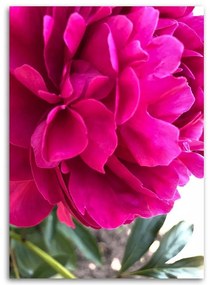 Obraz na plátně Pivoňka růžový květ příroda - 60x90 cm