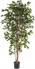 Ficus Nitida umělý V 180 cm