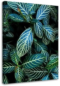 Obraz na plátně Tropický list Příroda - 60x90 cm