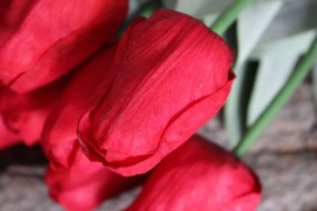 Červený umělý tulipán v puku s listy 55cm 1ks