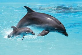 DIMEX | Samolepicí vliesová fototapeta na zeď Dva delfíni MA-5-0509 | 375 x 250 cm | modrá, šedá