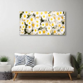 Obraz na skle Sedmikrásky Květiny 125x50 cm