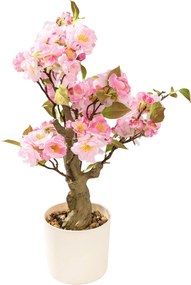 Kvetoucí Sakura Pink v květináči 50 cm