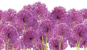 Fototapeta - Květ česneku (152,5x104 cm)
