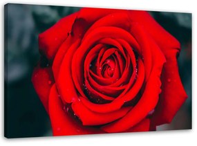 Gario Obraz na plátně Krásná červená růže Rozměry: 60 x 40 cm