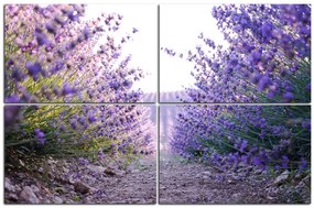 Obraz na plátně - Stezka mezi levanduloví keři 166D (120x80 cm)