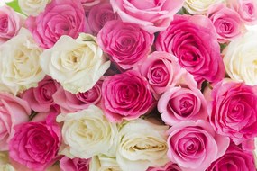 DIMEX | Samolepicí vliesová fototapeta na zeď Růžové a bílé růže MA-5-1335 | 375 x 250 cm | béžová, růžová