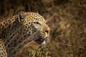 DIMEX | Samolepicí vliesová fototapeta na zeď Leopard na lovu MA-5-0560 | 375 x 250 cm | béžová, černá, hnědá