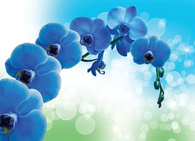 Malvis ® Tapeta Orchidej modrá Vel. (šířka x výška): 432 x 290 cm