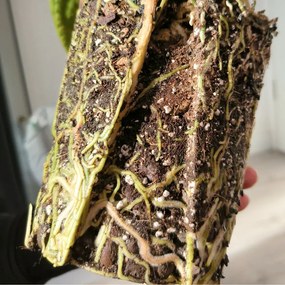 PlantScraper Transparentní květináč pro aroidy 16cm