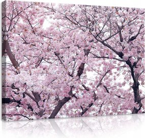 Obraz 80x60 Kvetoucí třešeň sakura jaro růžová bílá květiny příroda