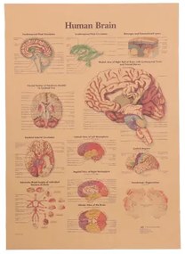 Plakát Anatomie člověka, mozek, č.294 , 42 x 30 cm