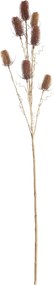 Okrasný bodlák  110cm red beige
