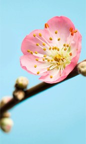 Komar Vliesová fototapeta Peach Blossom 150 x 250 cm