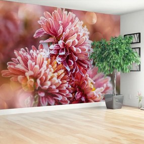 Fototapeta Aster ice Pink 104x70