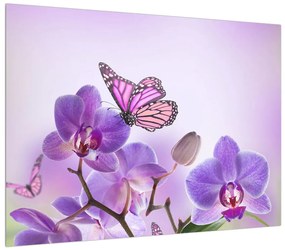 Obraz motýla na květech orchideje (70x50 cm)