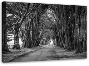 Gario Obraz na plátně Lesní alej stromů Rozměry: 60 x 40 cm