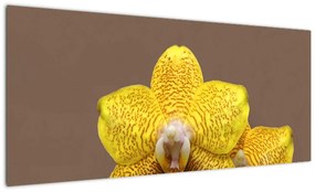 Žlutá orchidej - obraz (100x40cm)
