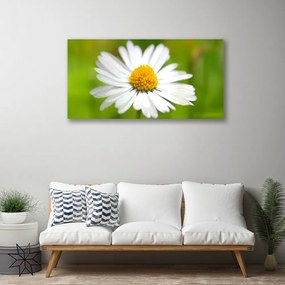 Obraz na plátně Sedmikráska Rostlina Příroda 125x50 cm