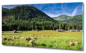 Wallmuralia Foto obraz sklo tvrzené Ovce v Tatrách 100x50