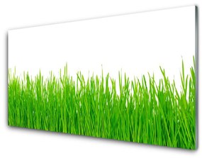 akrylový obraz Tráva Rostlina Příroda 120x60 cm