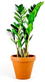Zamioculcas zamiifolia, průměr 11 cm