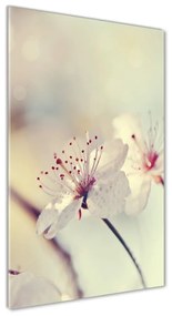 Wallmuralia Vertikální Foto obraz sklo tvrzené Květy višně 50x100