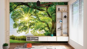 Malvis ® Tapeta Obrovský strom Vel. (šířka x výška): 432 x 290 cm