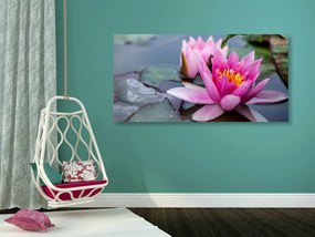Obraz růžový lotosový květ Varianta: 100x50