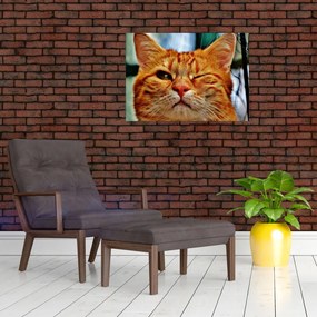 Skleněný obraz mrkající kočky (70x50 cm)