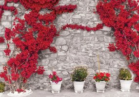 Postershop Fototapeta vliesová: Červená květinová zeď - 254x368 cm