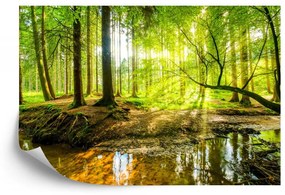 Fototapeta Krásná Lesní Krajina Na Jaře V 3D Efektu Omyvatelný vlies 208x146