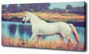 Wallmuralia Foto obraz na plátně Bílký kůň jezero 100x50