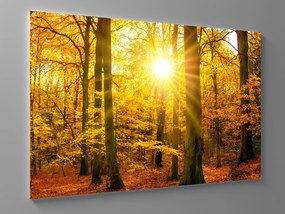 Liox Obraz prosluněný podzimní les Rozměr: 60 x 40 cm