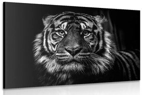 Obraz tygr v černobílém provedení - 60x40 cm