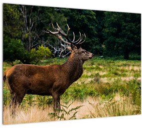 Skleněný obraz jelena (70x50 cm)