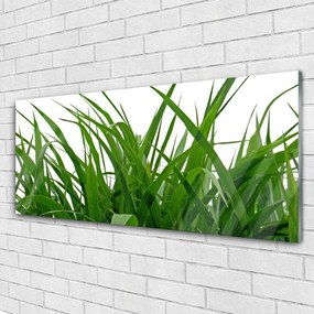 Plexisklo-obraz Tráva Rostlina Příroda 125x50 cm