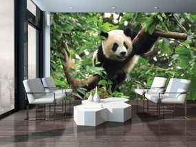 Fototapeta - Panda (254x184 cm)