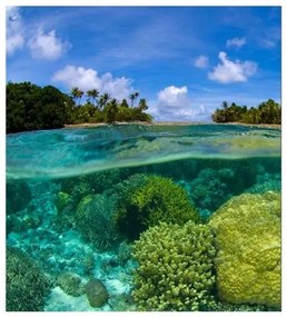 DIMEX | Vliesová fototapeta na zeď Korálový útes MS-3-0200 | 225 x 250 cm | modrá, tyrkysová, zelená