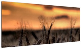 Detail pšenice, obraz (100x40cm)