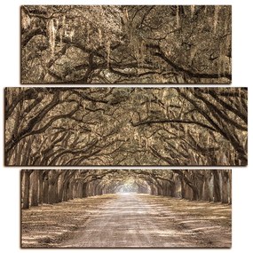 Obraz na plátně - Historické dubové stromy lemované polní cestou - čtverec 3239FD (75x75 cm)
