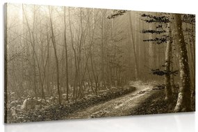 Obraz sépiová cestička do lesa Varianta: 60x40