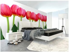 DIMEX | Samolepicí vliesová fototapeta na zeď Tulipány MA-5-0126 | 375 x 250 cm | zelená, červená, bílá