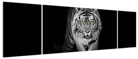 Černobílý obraz tygra (170x50 cm)