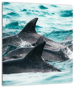 Obraz - Delfíni v oceáně (30x30 cm)