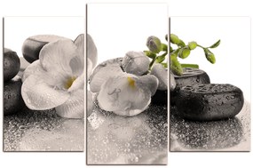 Obraz na plátně - Lávové kameny a  květy 163FC (135x90 cm)
