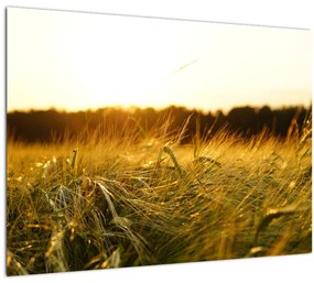 Skleněný obraz orosené trávy (70x50 cm)