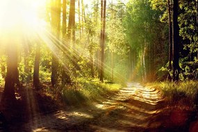 Fototapeta sluneční paprsky v lese - 450x300 cm
