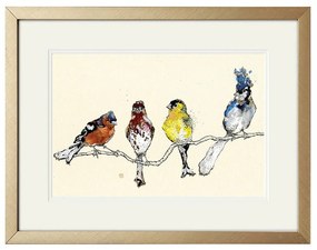 Autorský tisk AW Finches Birds, Anna Wright UK Autorský tisk ( bez rámu)